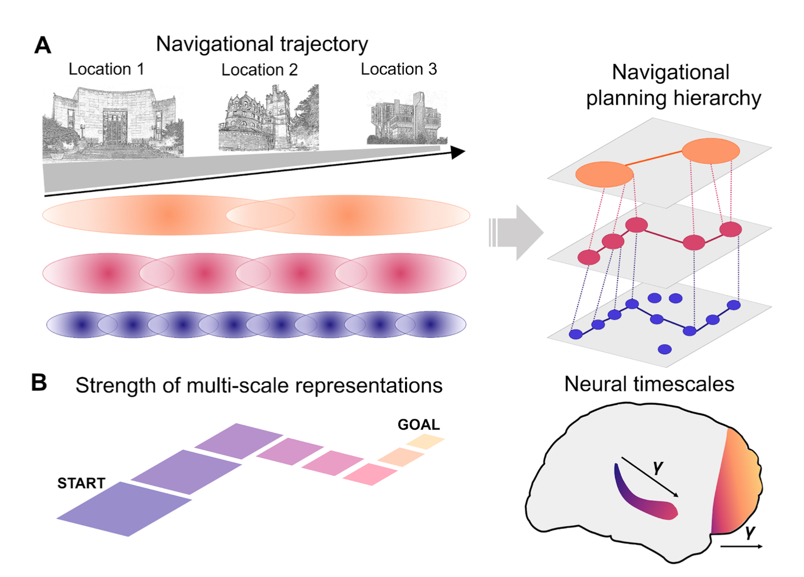 Cognitive maps and successor representations