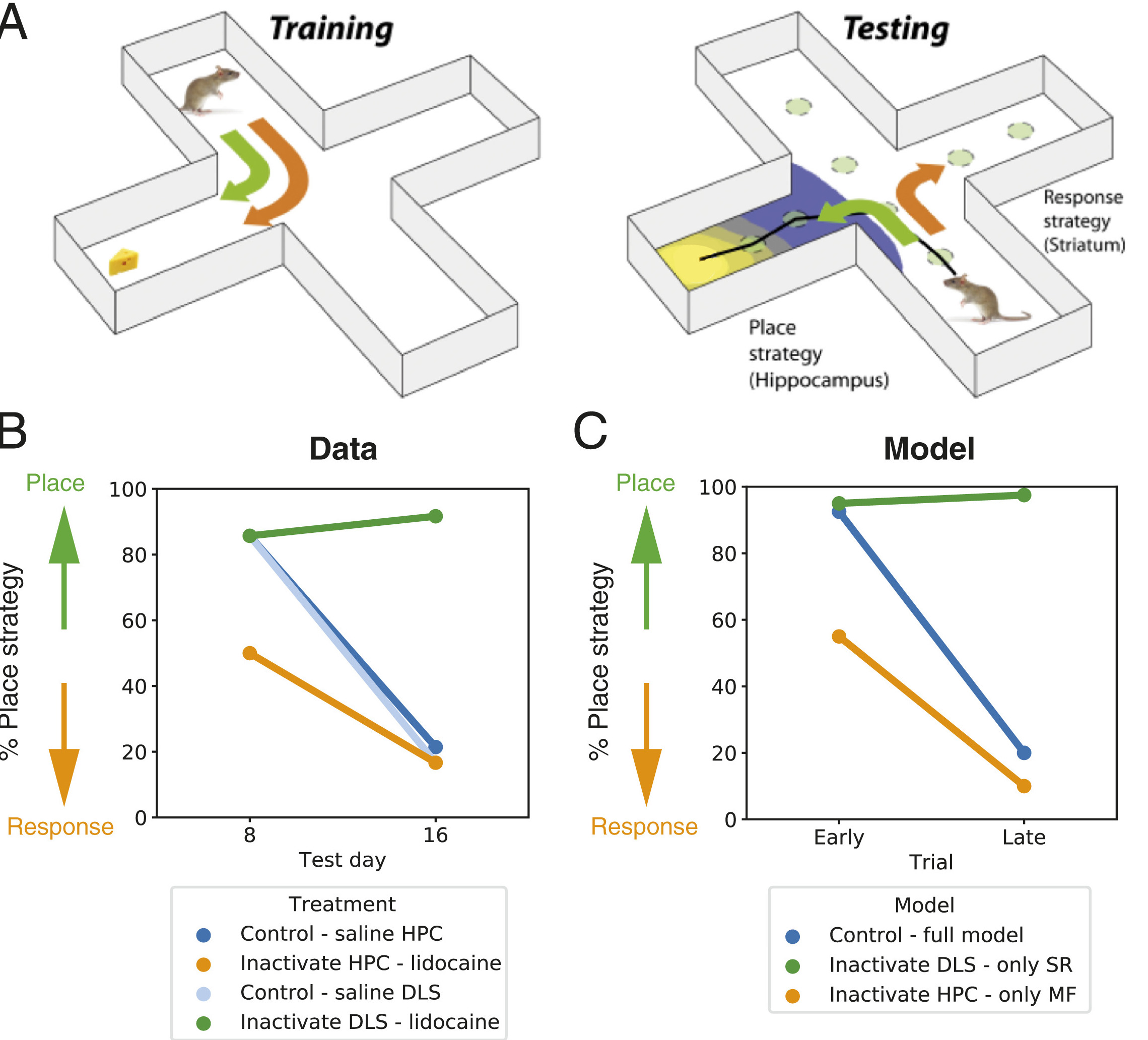 Cognitive maps and successor representations