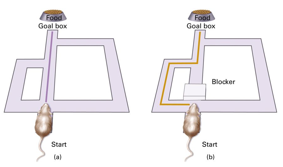 Cognitive Maps And Successor Representations